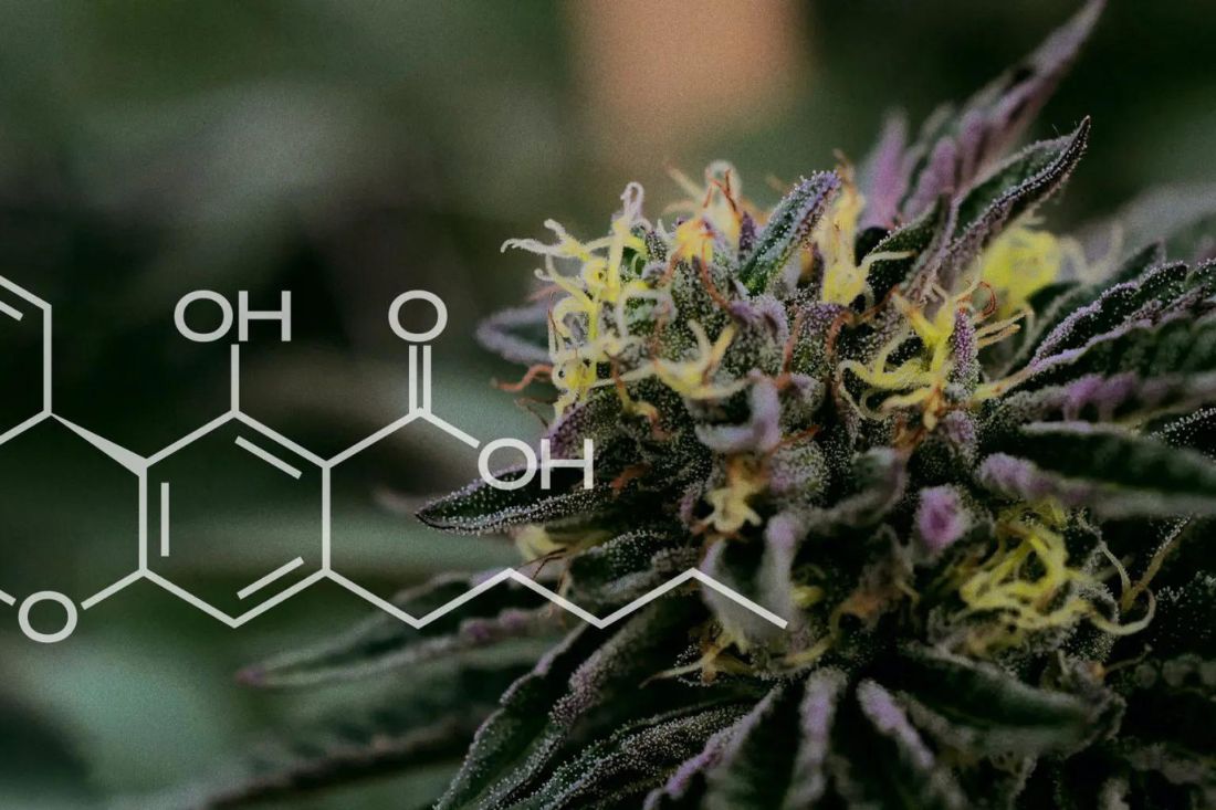 Unveiling The Power Of Cannabis's Star Compound In 2023